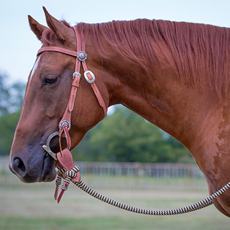 Tack – Chris Cox Horsemanship