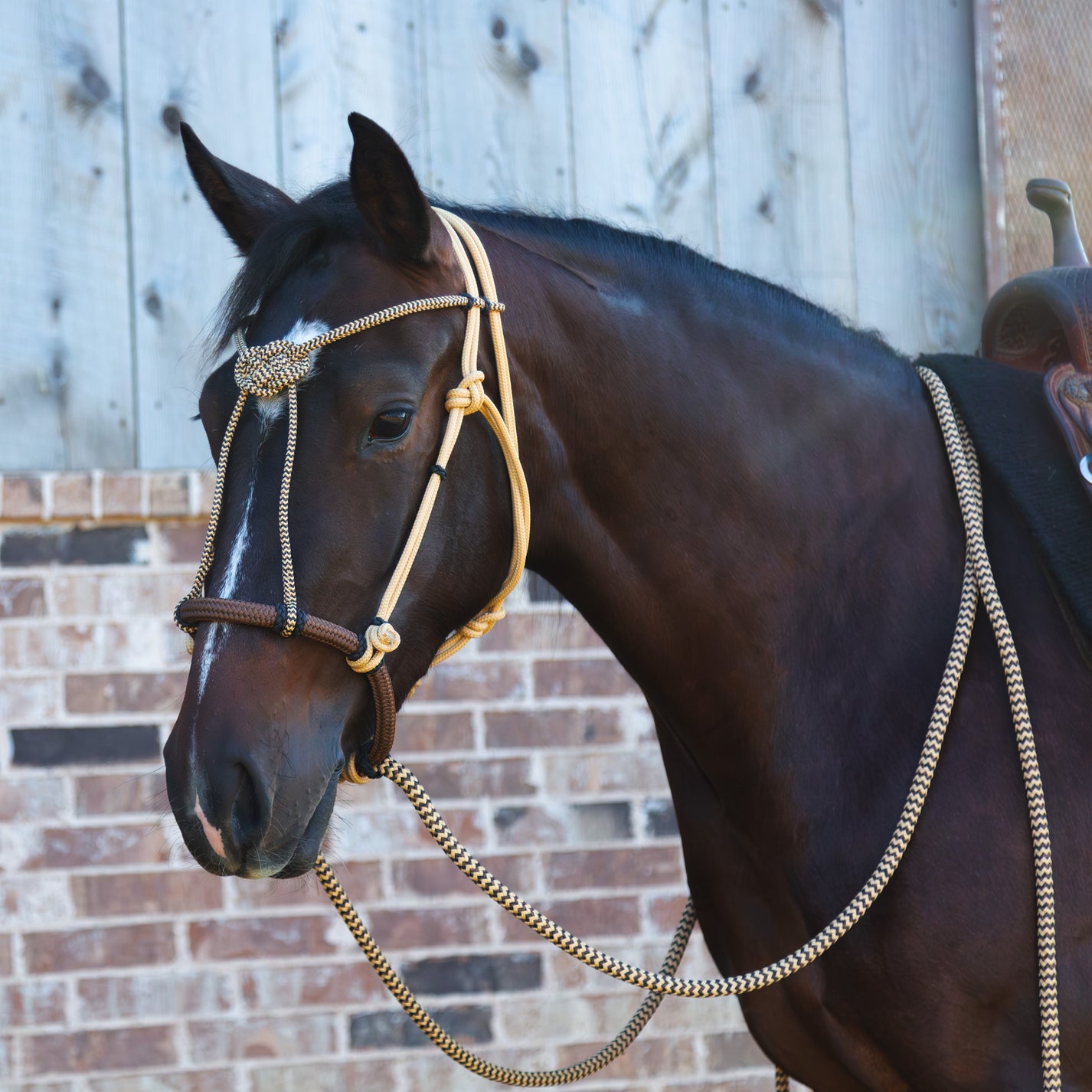 Signature Hackamore – Chris Cox Horsemanship