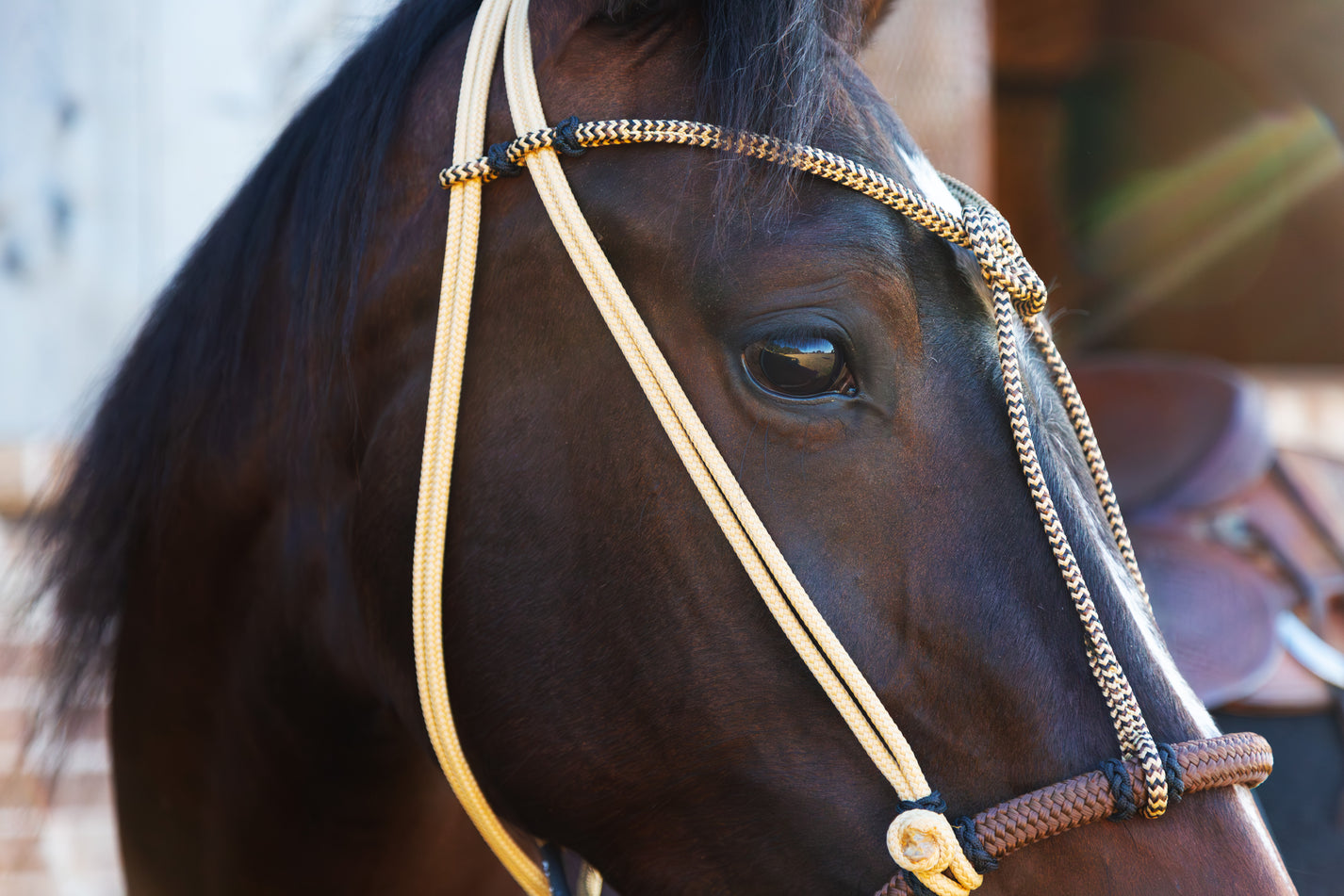 Signature Hackamore – Chris Cox Horsemanship